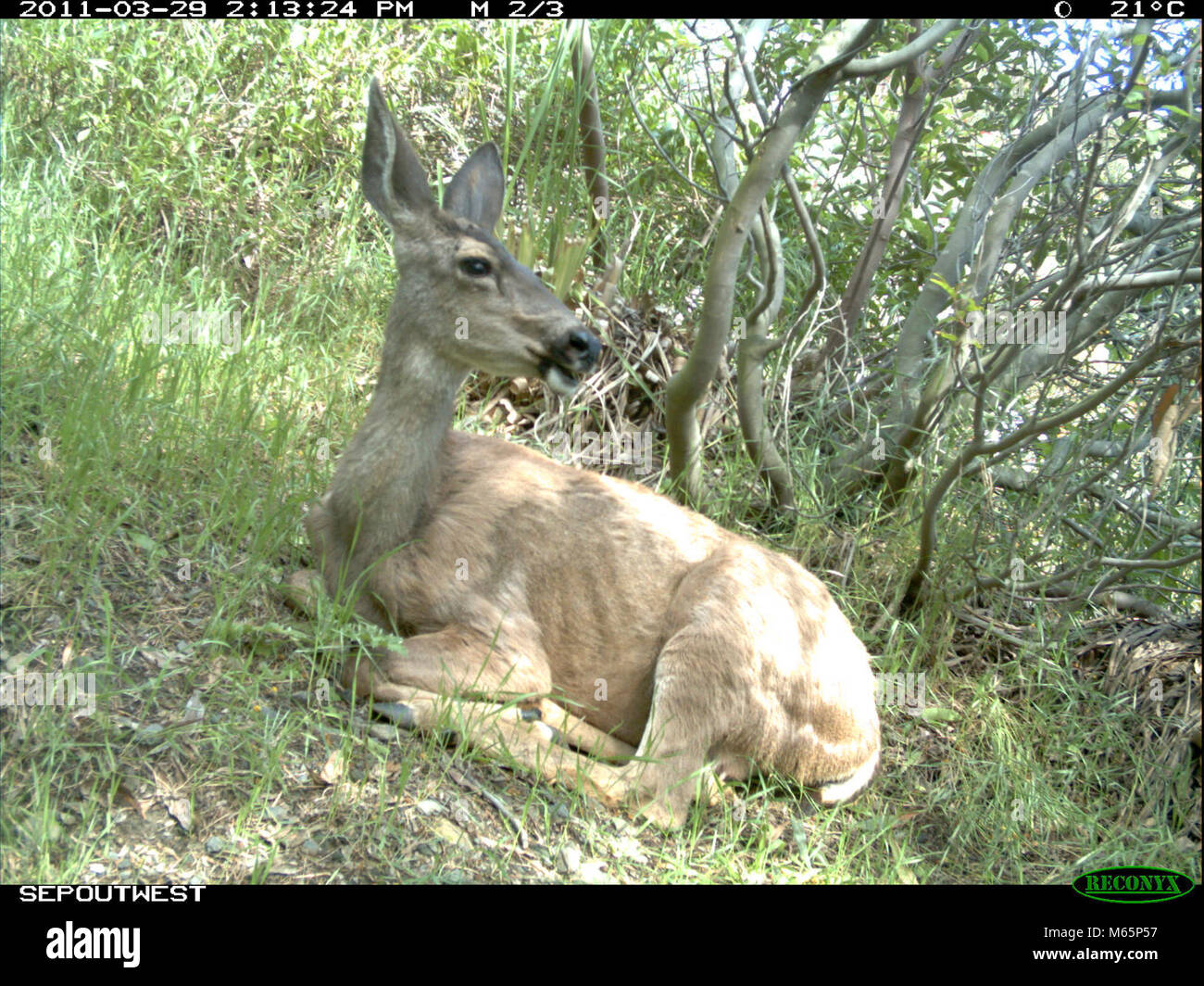Lying Down. A remote camera trap captures a mule deer taking a rest in ...