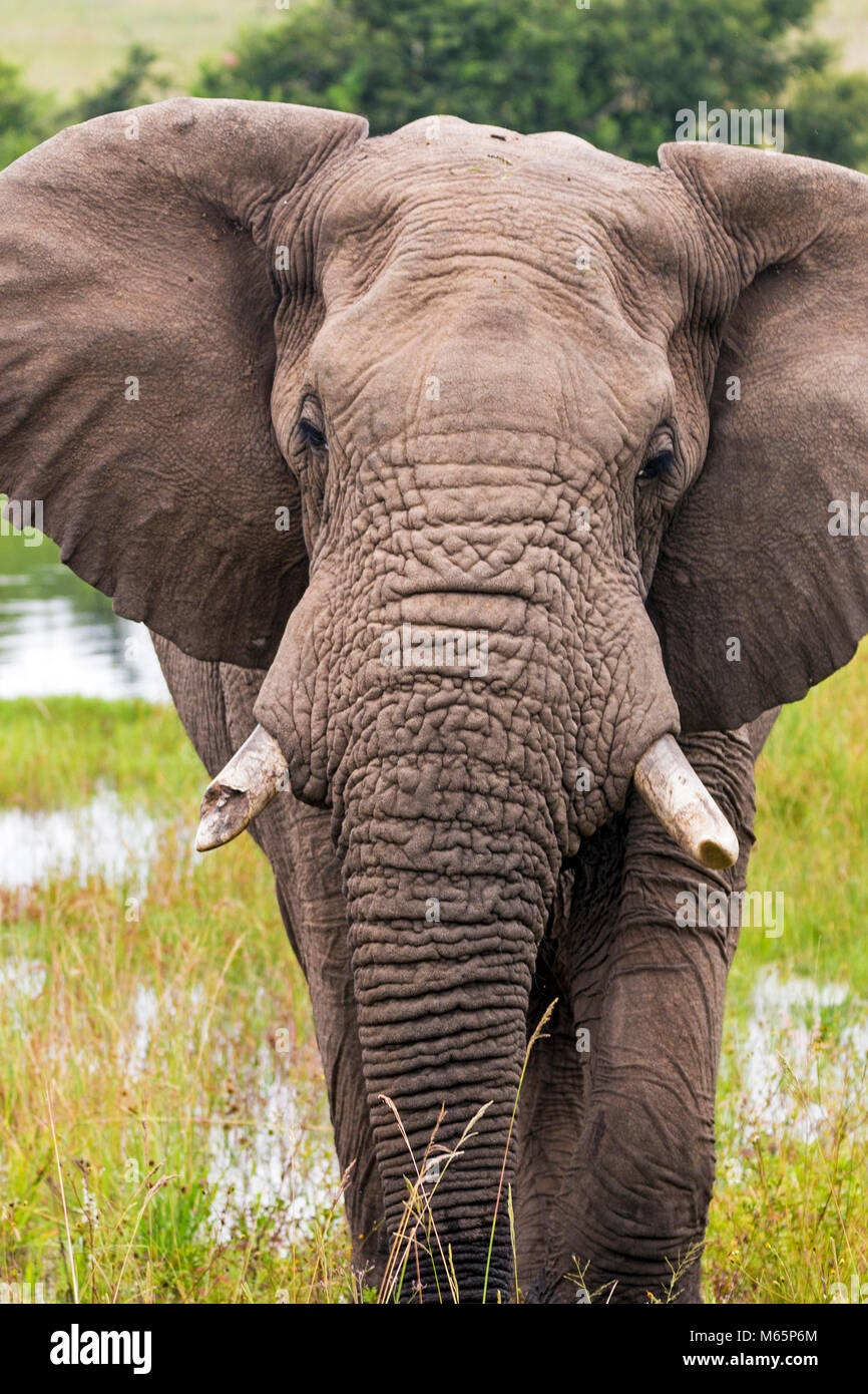 Close up elephant broken tusk hi-res stock photography and images - Alamy