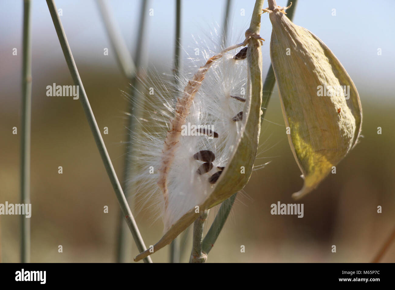 Milkweed seed pod Stock Photo - Alamy