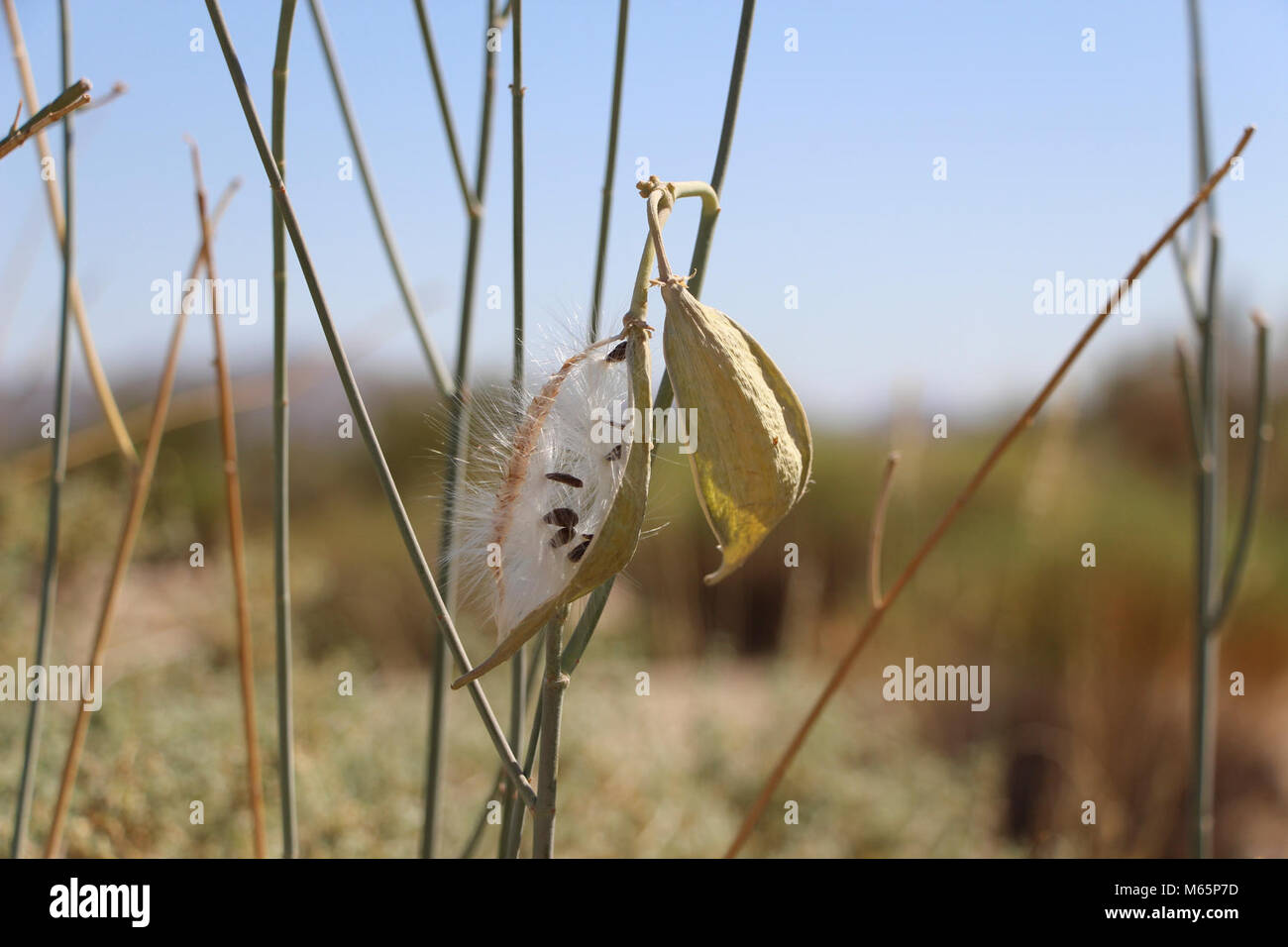 Milkweed seed pod Stock Photo - Alamy