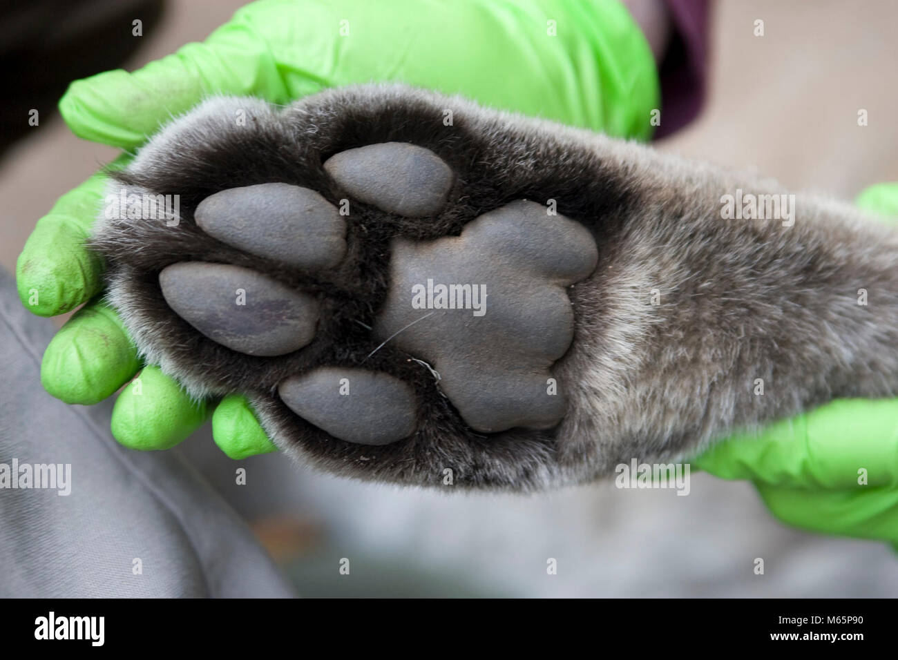 Mountain Lion Paw Stock Photo - Alamy