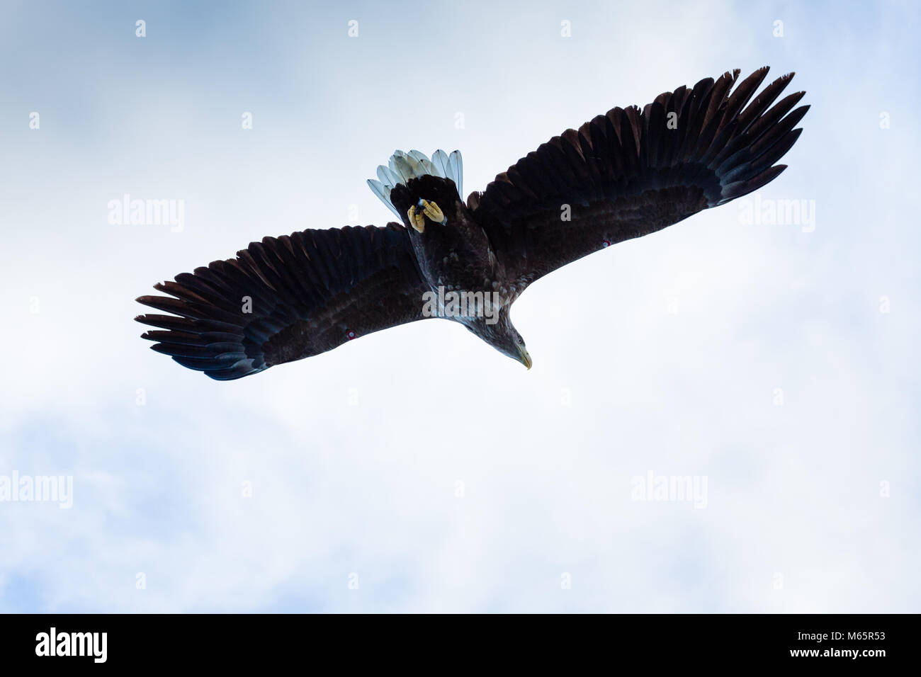 Eagle in flight against pale blue sky Stock Photo - Alamy