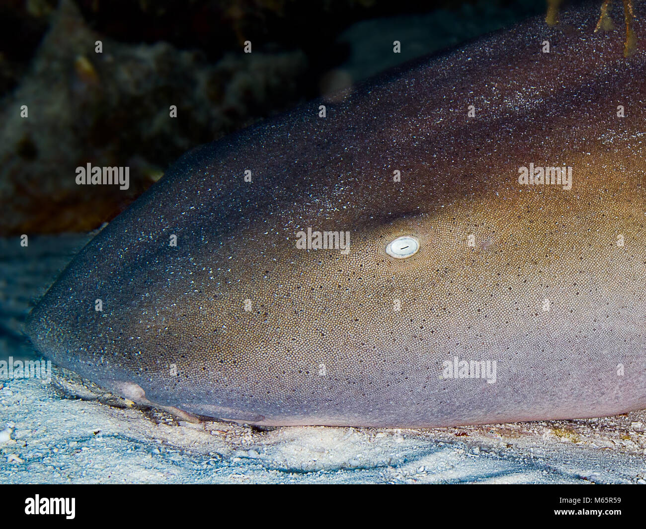 Nurse shark sleeping under a coral ledge Stock Photo - Alamy