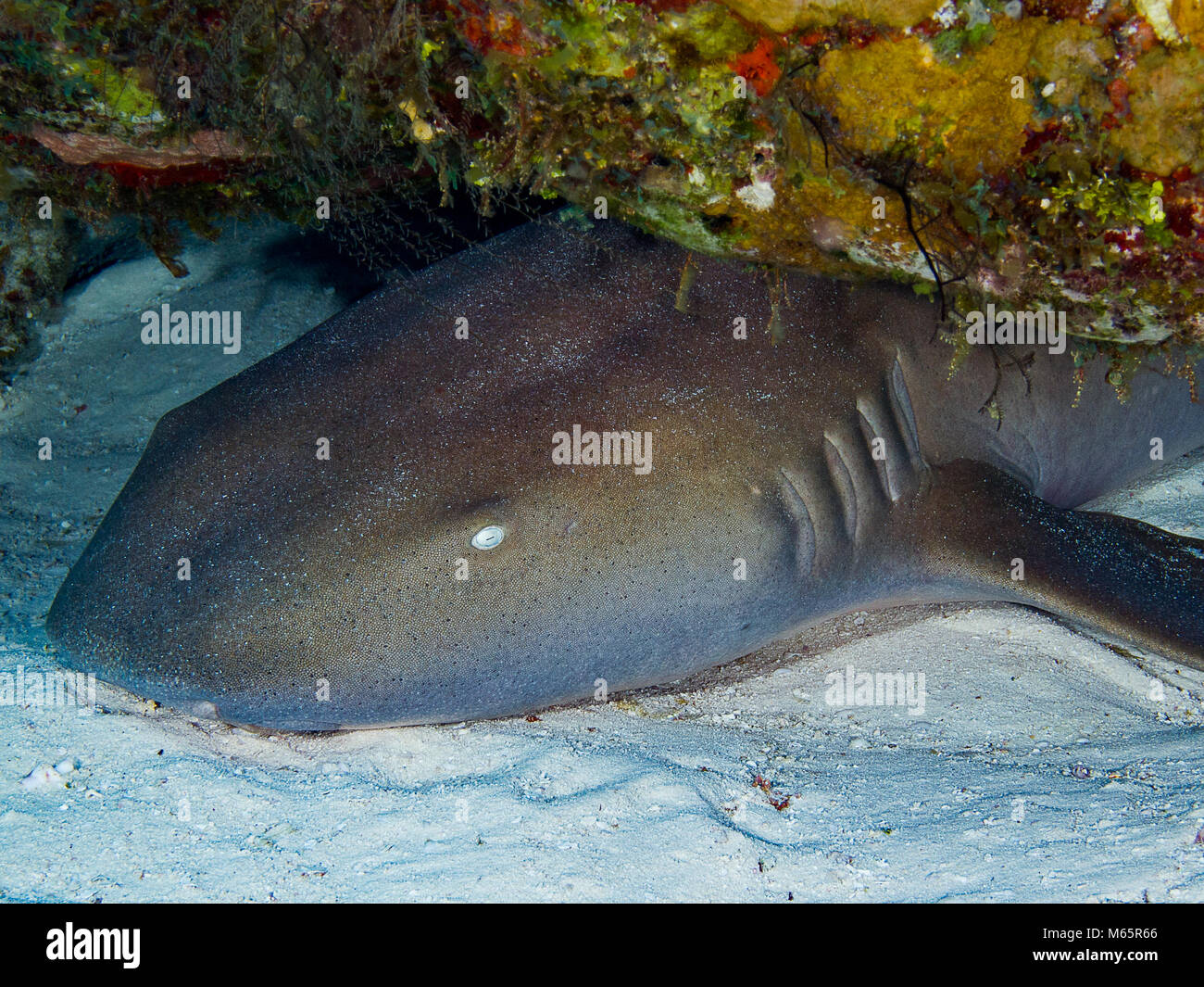 Nurse shark sleeping under a coral ledge Stock Photo - Alamy