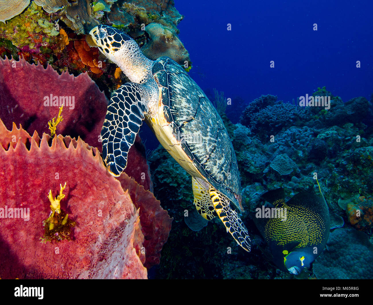 Turtle, Hawksbill, swimming over barrel sponge with French Angelfish ...