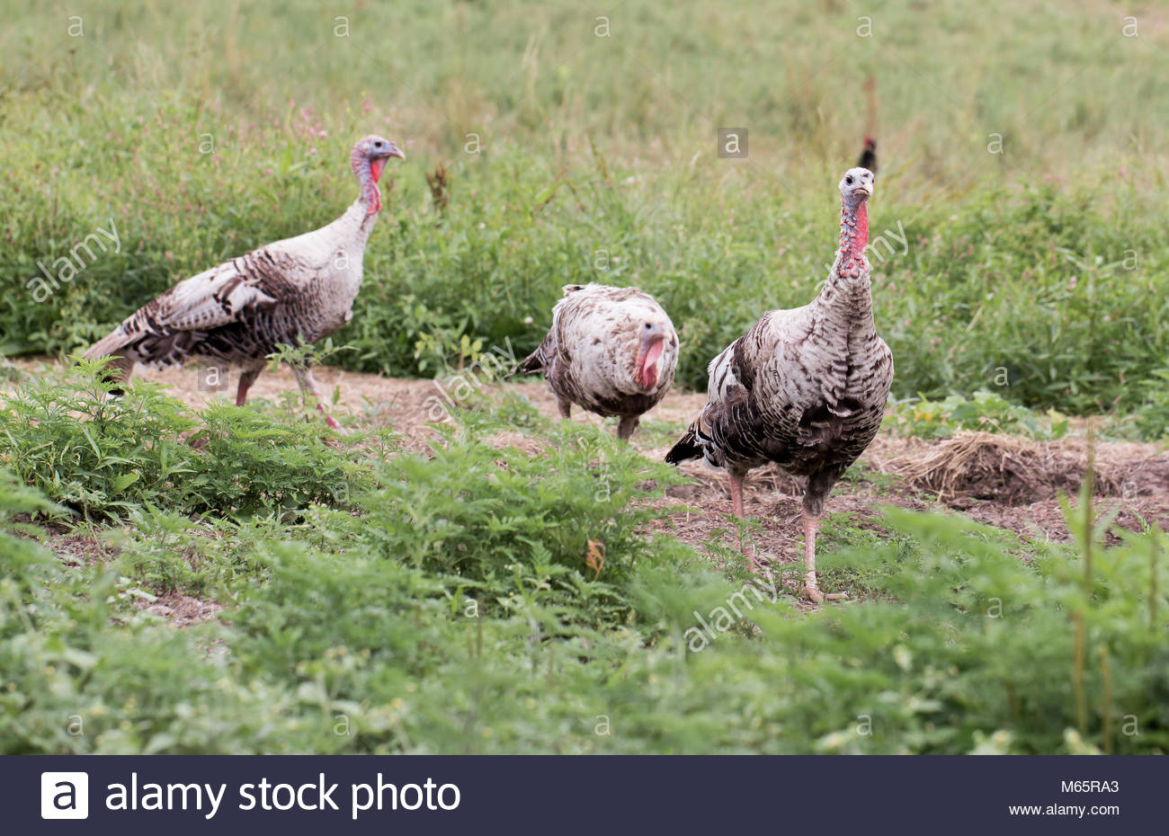 Narragansett Turkey Stock Photos & Narragansett Turkey Stock Images - Alamy