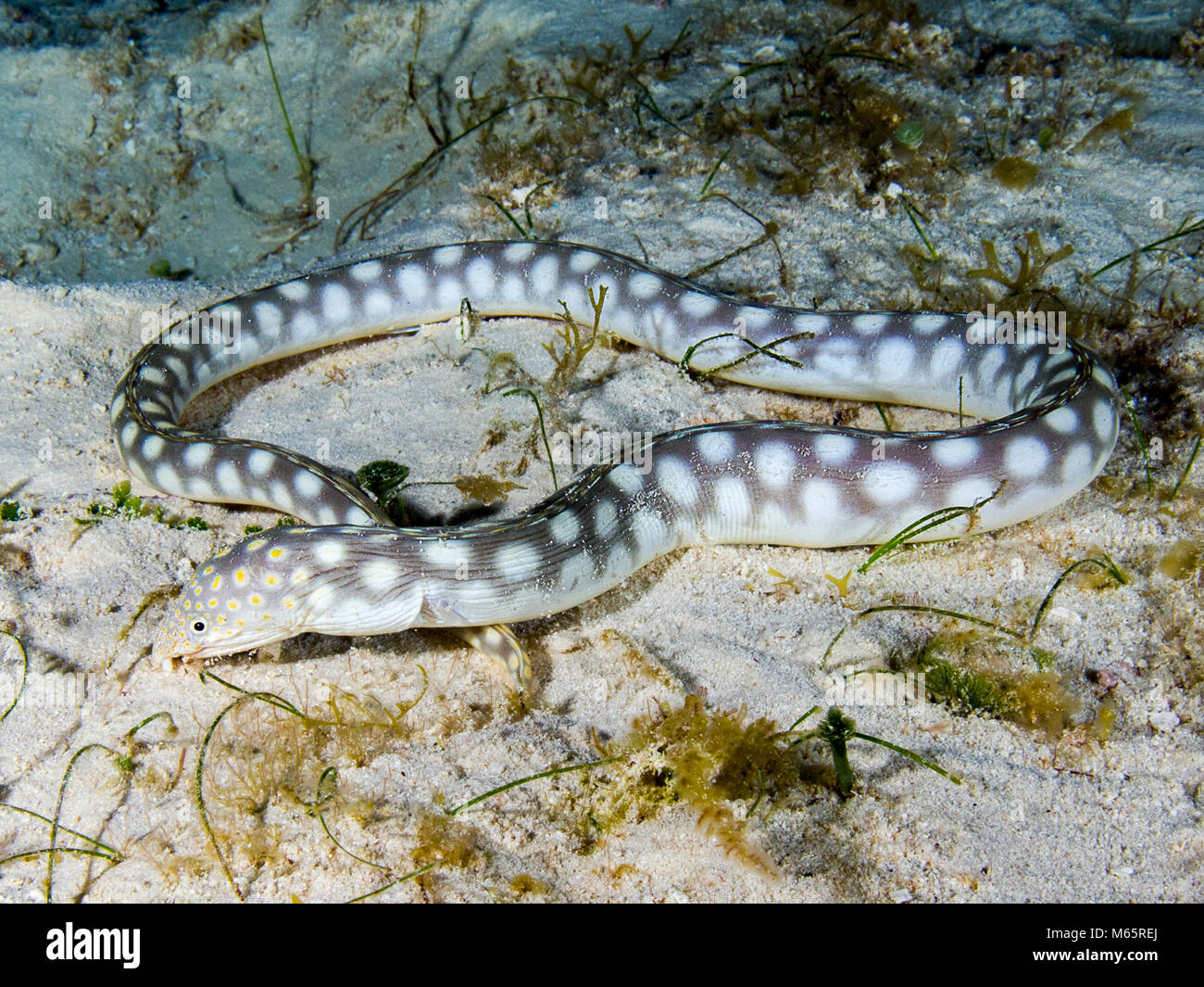 Eel Grass High Resolution Stock Photography and Images - Alamy