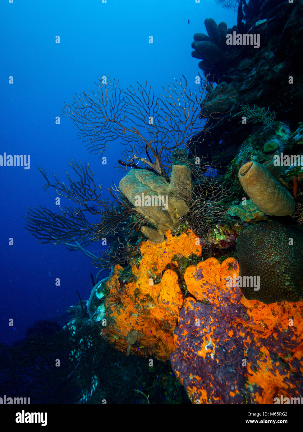 Coral wall with blue water background Stock Photo - Alamy