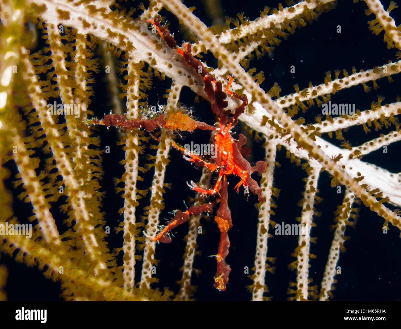Neck crab hi-res stock photography and images - Alamy
