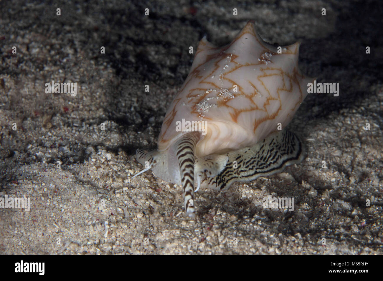 Predatory sea snail hi-res stock photography and images - Alamy