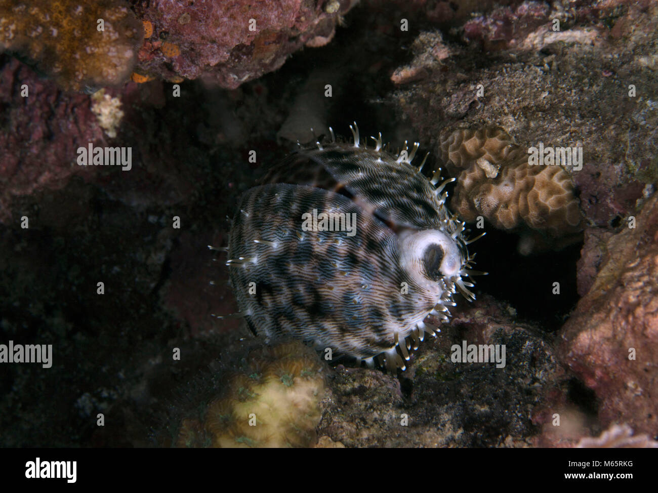 Large sea snail/cowrie(Cypraea) at the night time. Panglao Island Stock ...