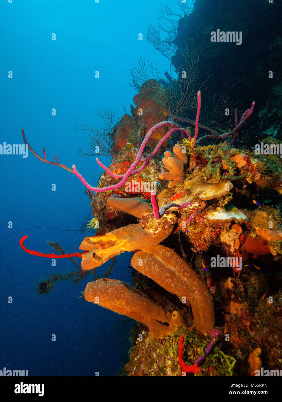 Coral reef ledge hi-res stock photography and images - Alamy