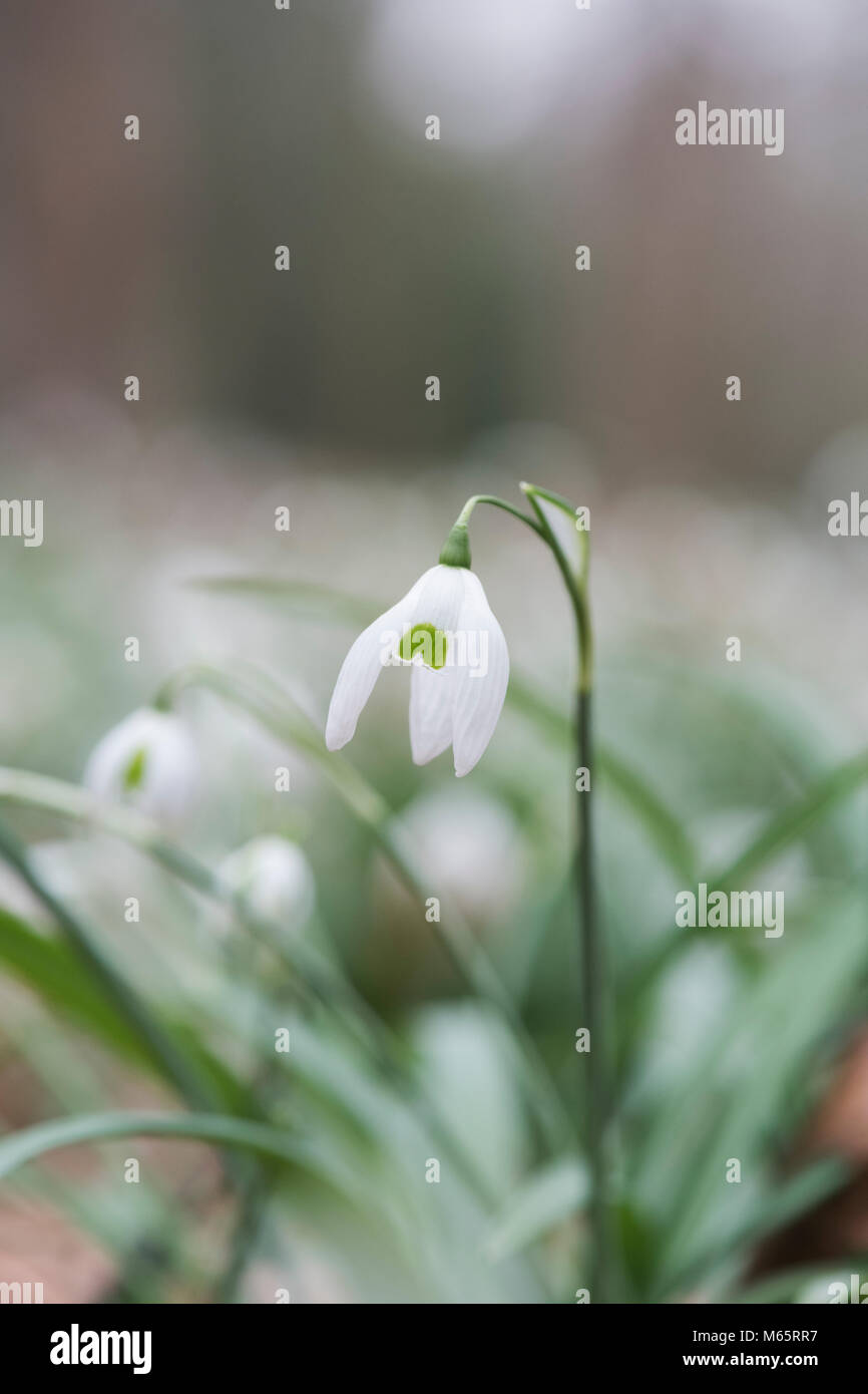 Ophelia bell hi-res stock photography and images - Alamy