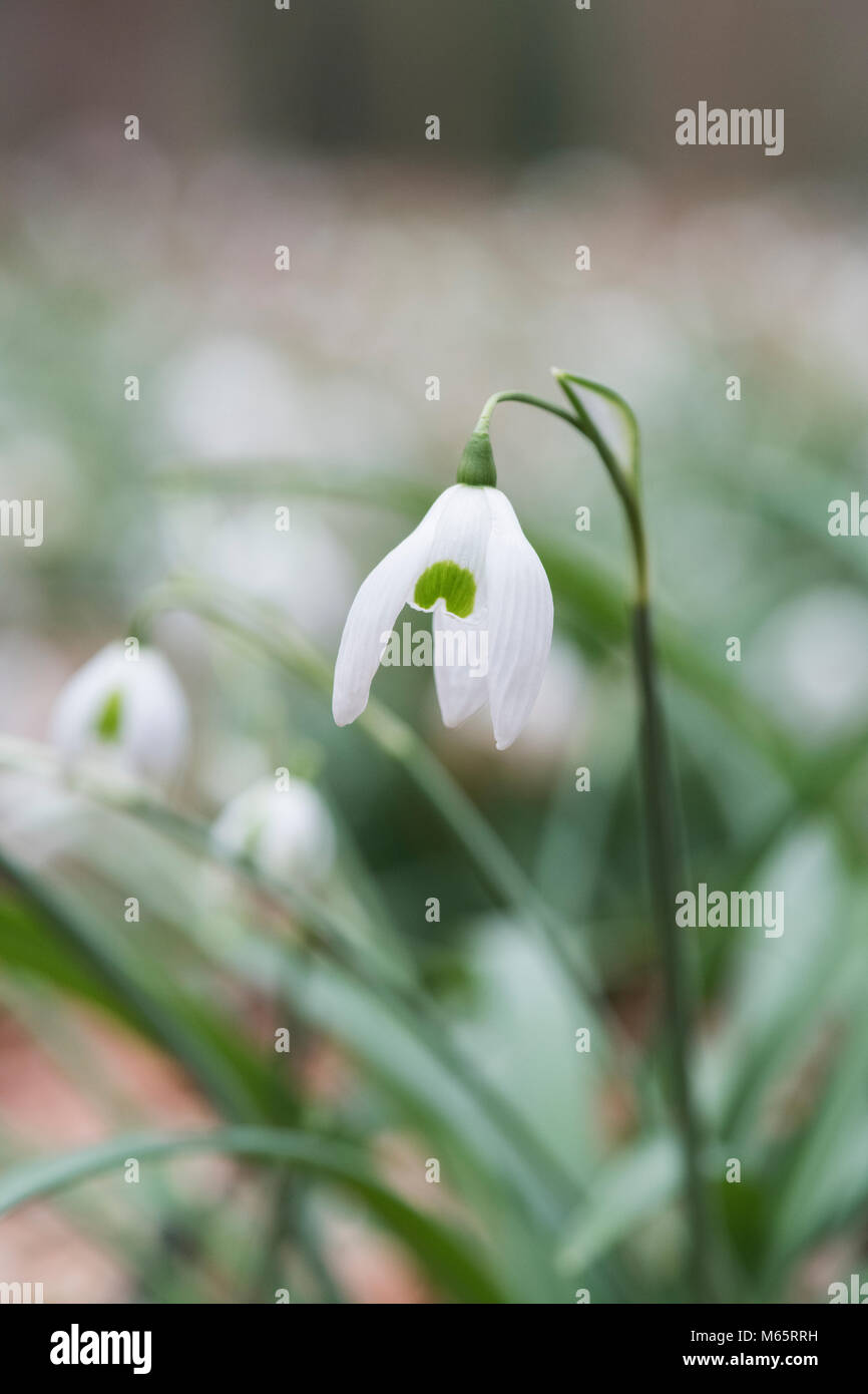 Ophelia bell hi-res stock photography and images - Alamy