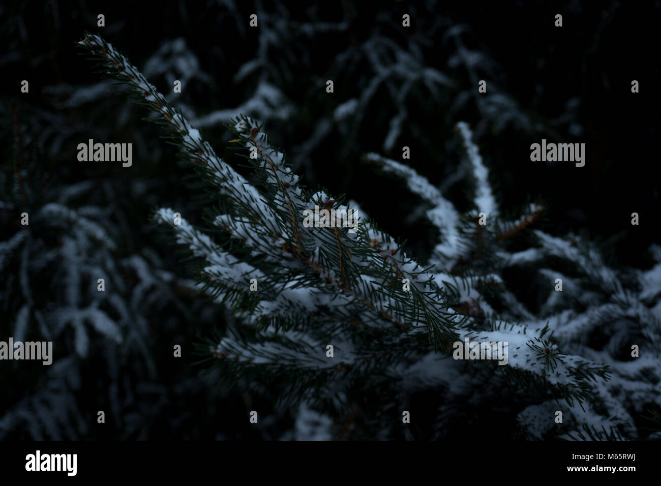 Pictures of my backyard in the Winter Stock Photo - Alamy