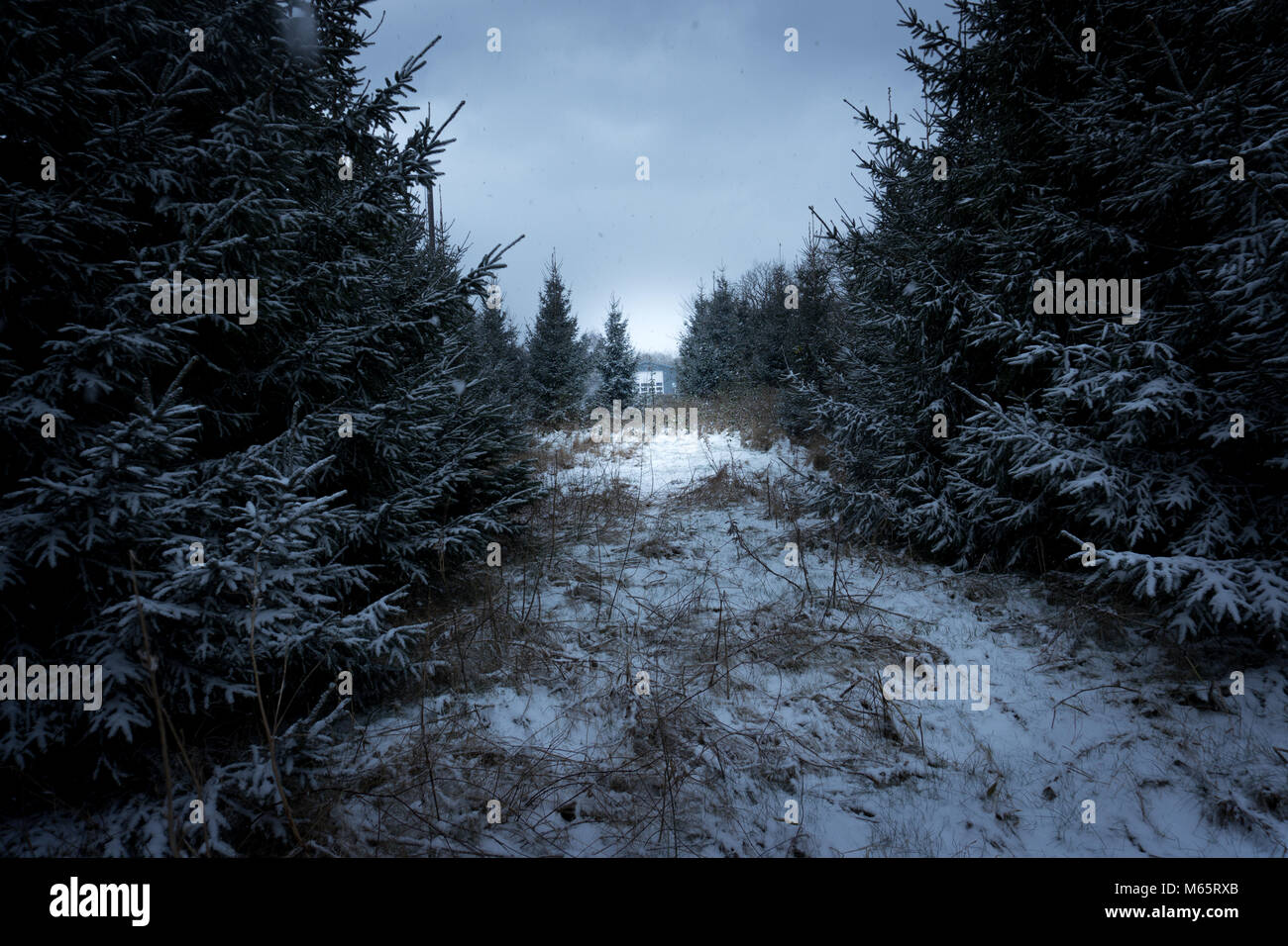 Pictures of my backyard in the Winter Stock Photo - Alamy