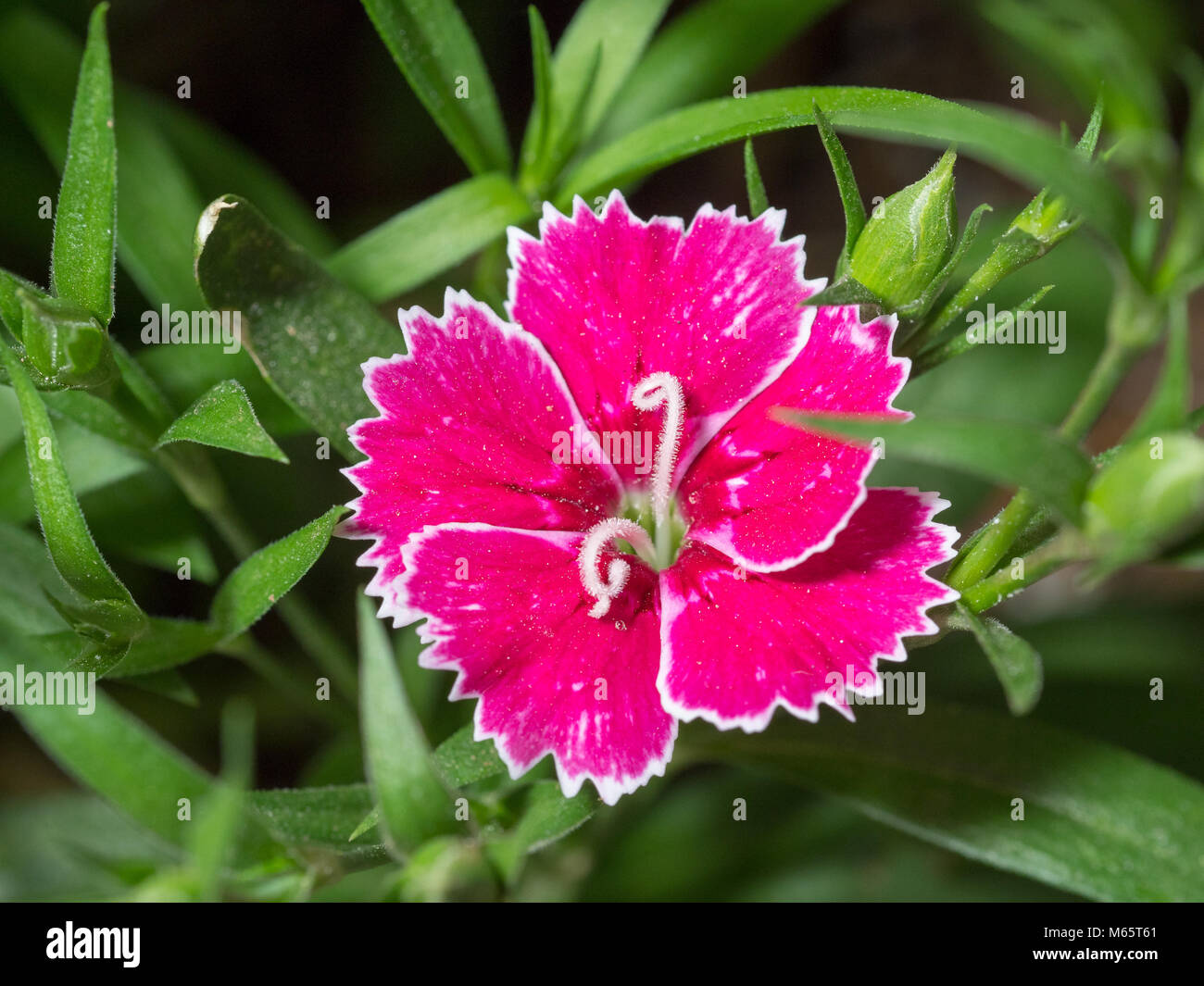 Dianthus flower closeup, stamen, purple, pink, white Stock Photo - Alamy