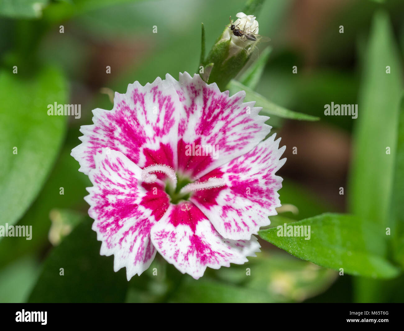 Flower with stamen hi-res stock photography and images - Alamy