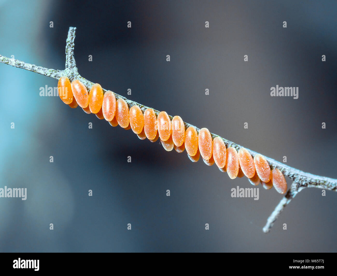 Insect eggs hi-res stock photography and images - Alamy