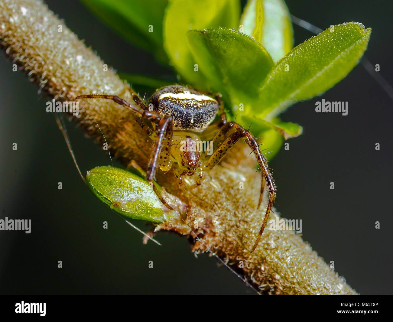 Miniatus hi-res stock photography and images - Alamy