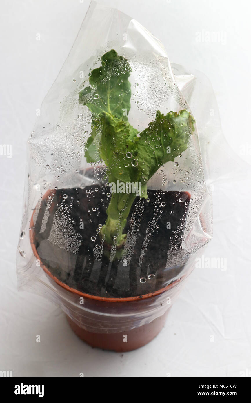 walking stick kale cutting in compost covered with clear plastic bag ...