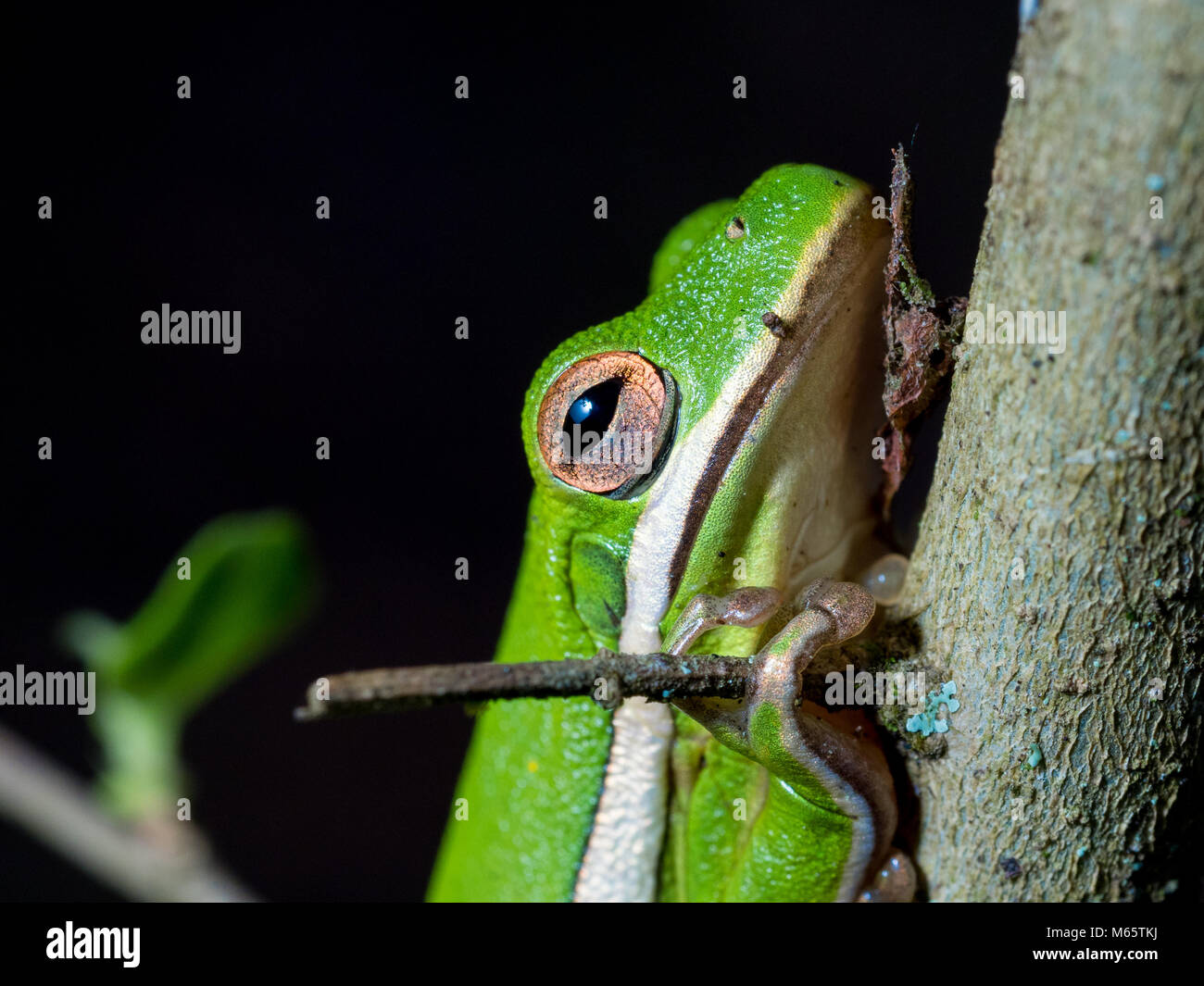 Green Tree Frog on Branch Stock Photo - Alamy