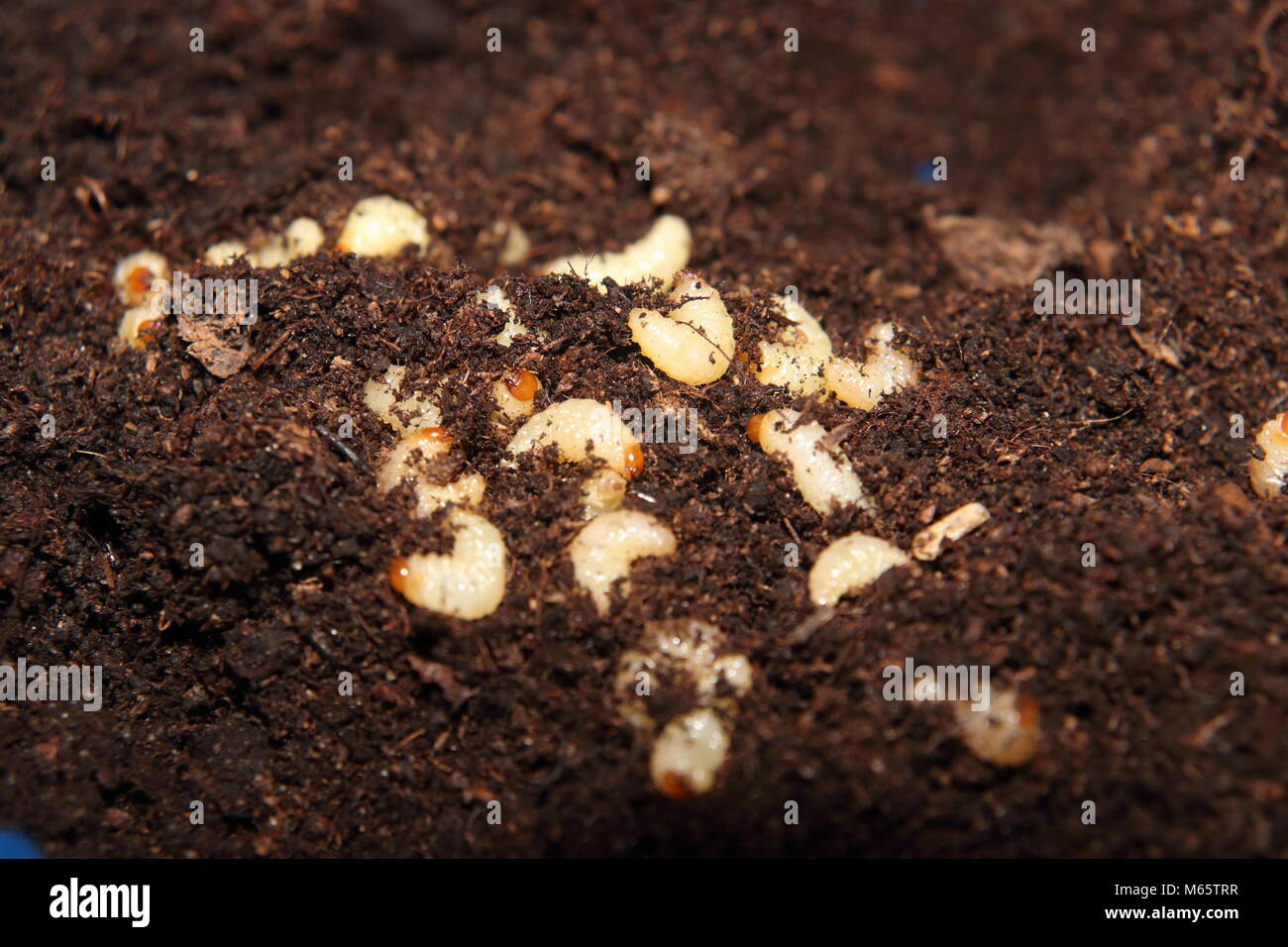Vine weevil grub larva otiorhynchus hi-res stock photography and images ...