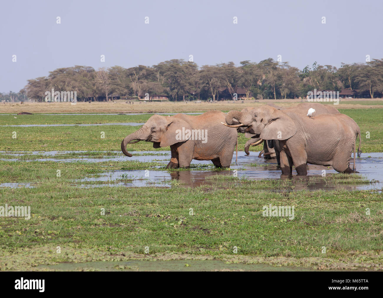 Elephants in swamp hi-res stock photography and images - Alamy