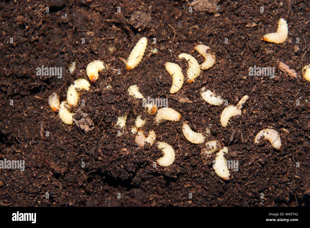 Vine weevil grub larva otiorhynchus hi-res stock photography and images ...