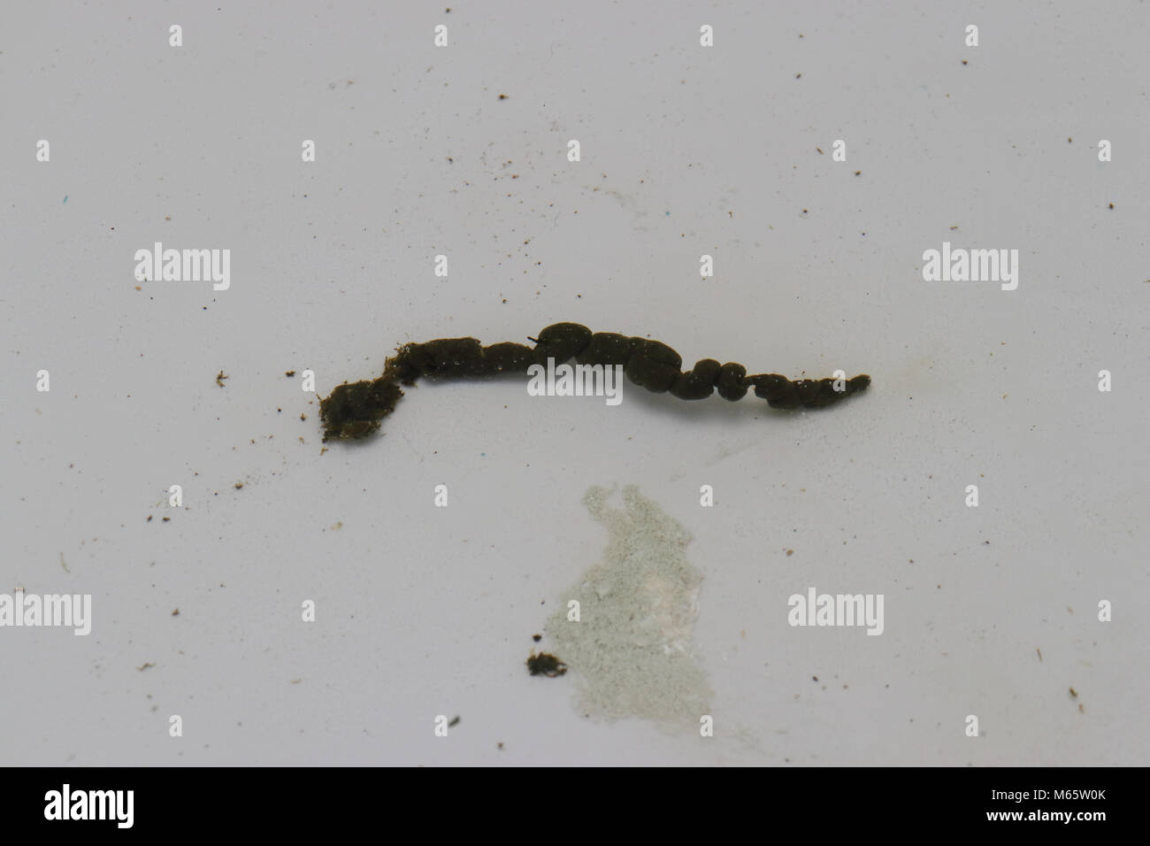 iguana feces and urates in bath Stock Photo - Alamy