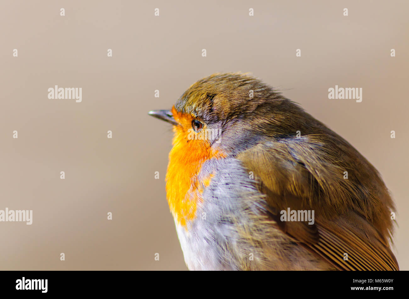 Robin redbreast searching for food hi-res stock photography and images ...