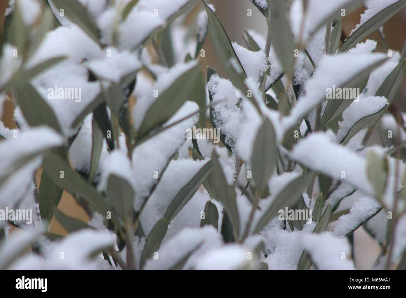 olive tree covered in snow Olea europaea Stock Photo - Alamy