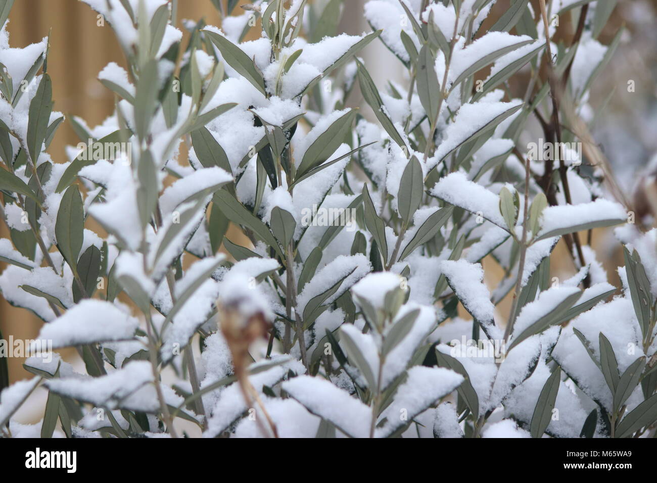 olive tree covered in snow Olea europaea Stock Photo - Alamy