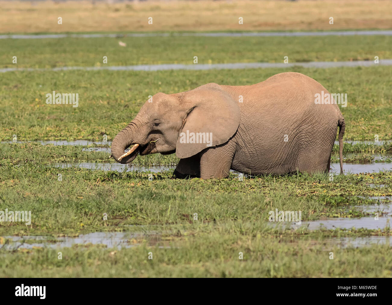 Young African Elephant in swamp Stock Photo - Alamy