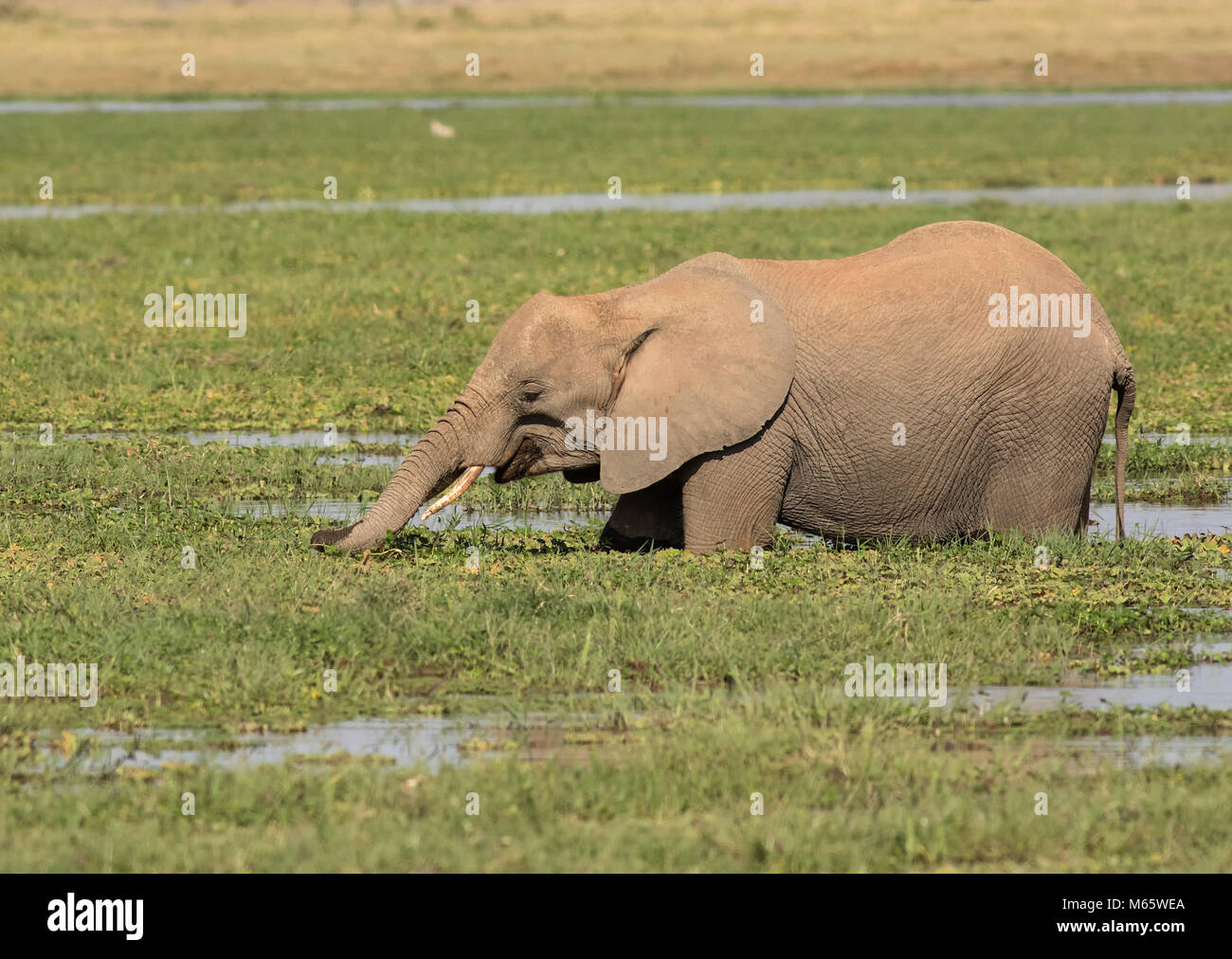 Young African Elephant in swamp Stock Photo - Alamy