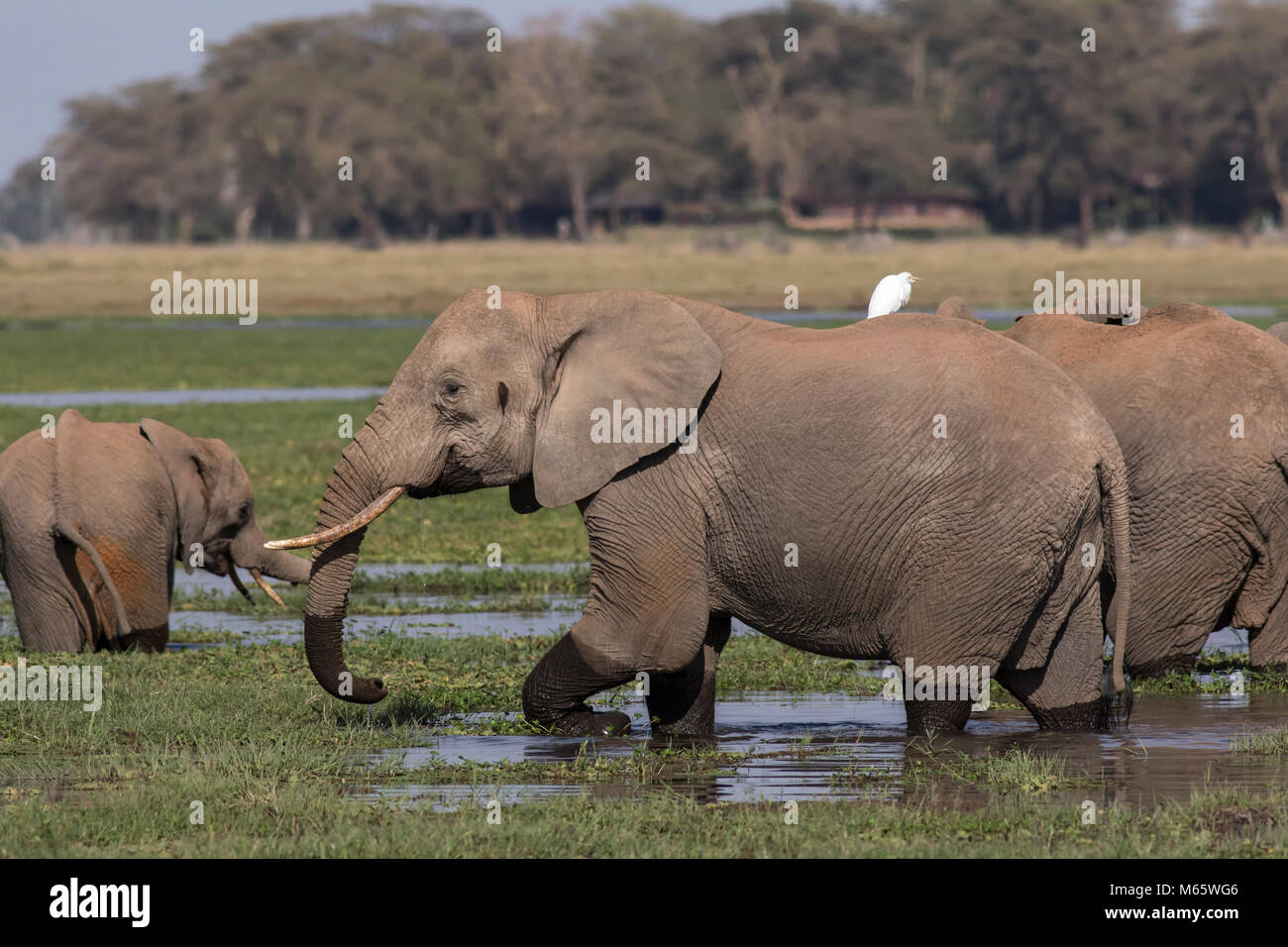 African Elephant in swamp Stock Photo - Alamy
