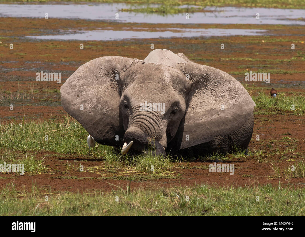 Elephant swamp hi-res stock photography and images - Alamy