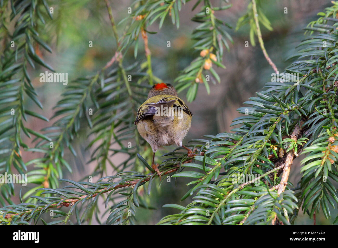 Bracknell berkshire view hi-res stock photography and images - Alamy