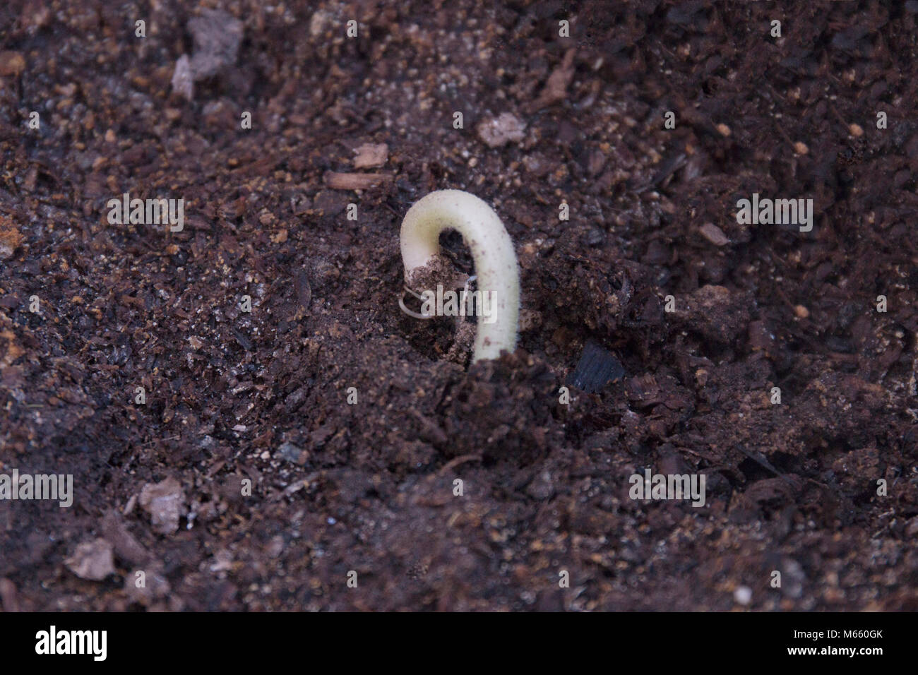 New seed of pumkin growing on the dirt closeup Stock Photo - Alamy