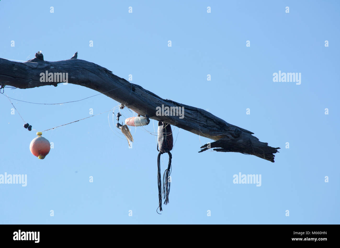 Fishing bobbers and lure stuck in a tree Stock Photo - Alamy