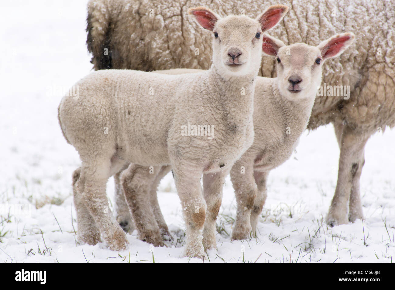 twin lambs standing in snow Stock Photo - Alamy