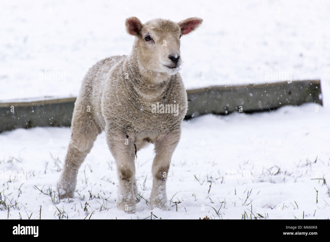 a lamb standing in snow Stock Photo - Alamy