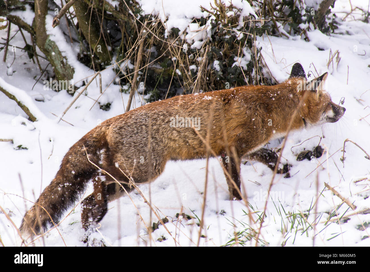 a wild fox running through snow Stock Photo - Alamy