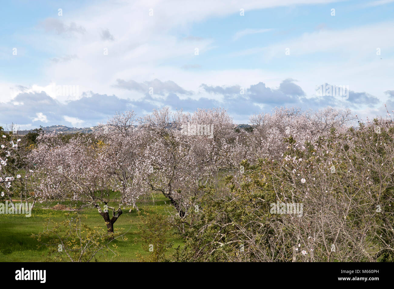 Beautiful almond trees on the countryside, located on the Algarve ...