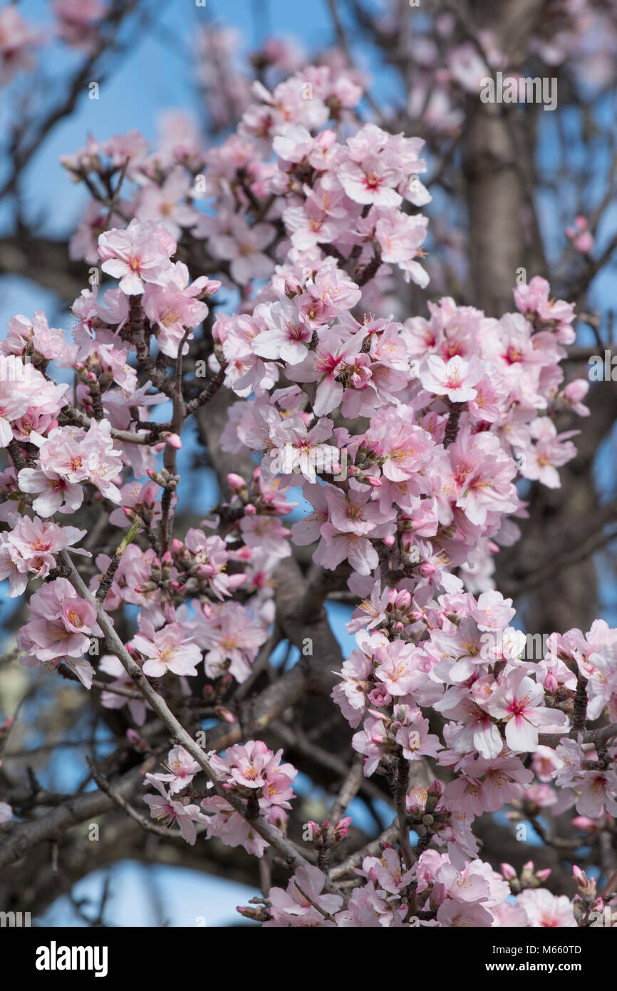 Beautiful almond trees on the countryside, located on the Algarve ...