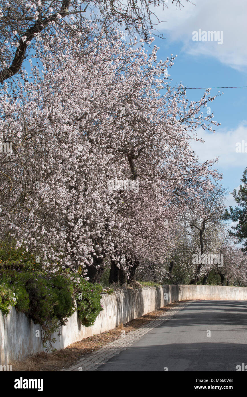 Beautiful almond trees on the on the side of the road, located on the ...