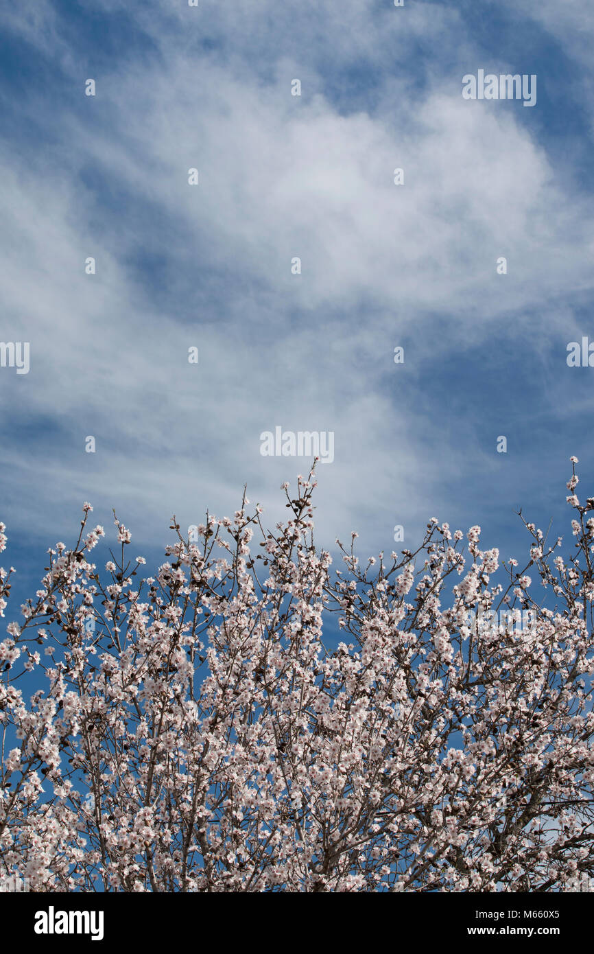 Beautiful almond trees on the countryside, located on the Algarve ...