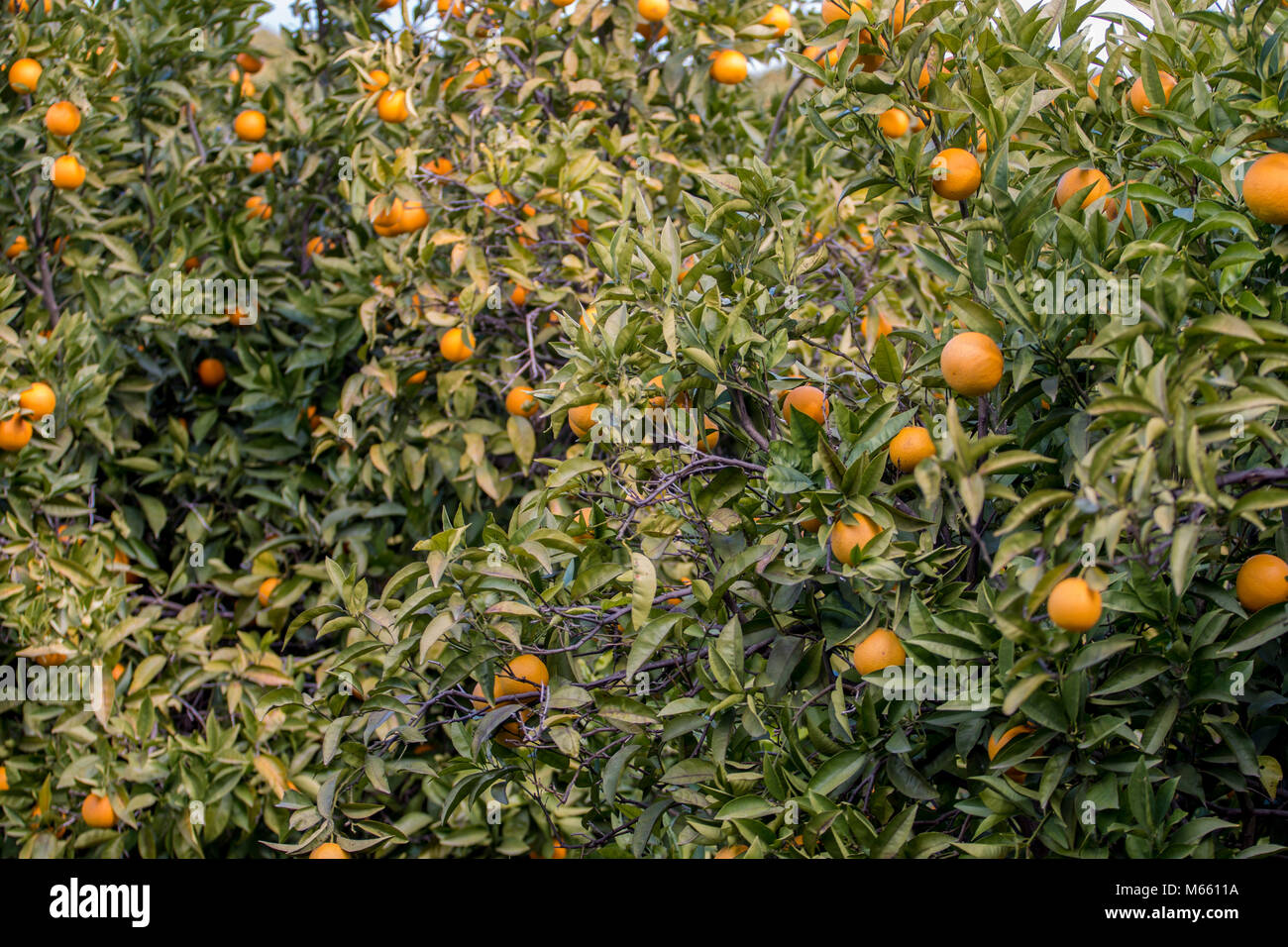 Orange tree orchards filled with fruit in the Algarve, Portugal Stock ...