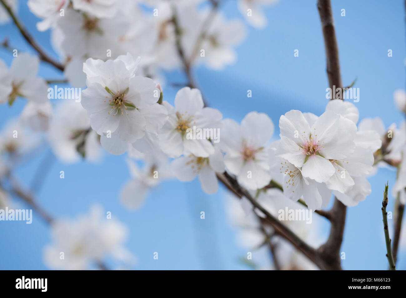 Beautiful almond trees on the countryside, located on the Algarve ...