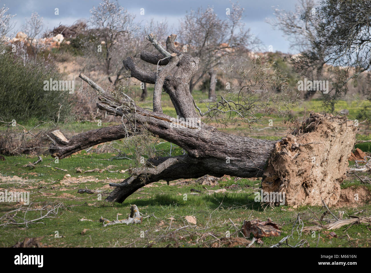 View of a olive tree ripped to the root level Stock Photo - Alamy